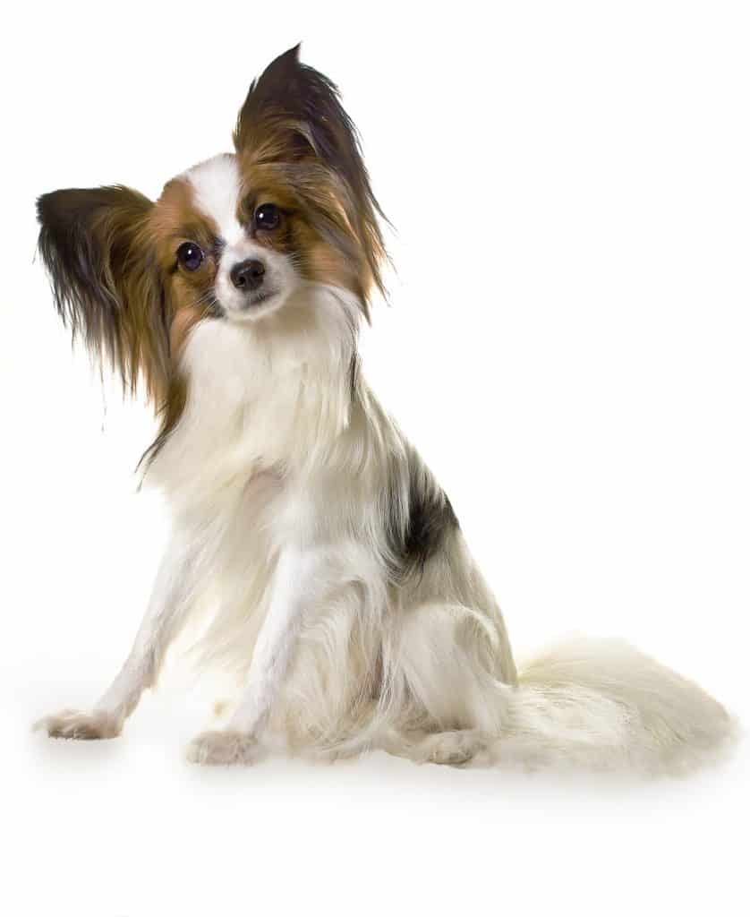 Your Papillon dog grooming tips - Sharda'sDog World