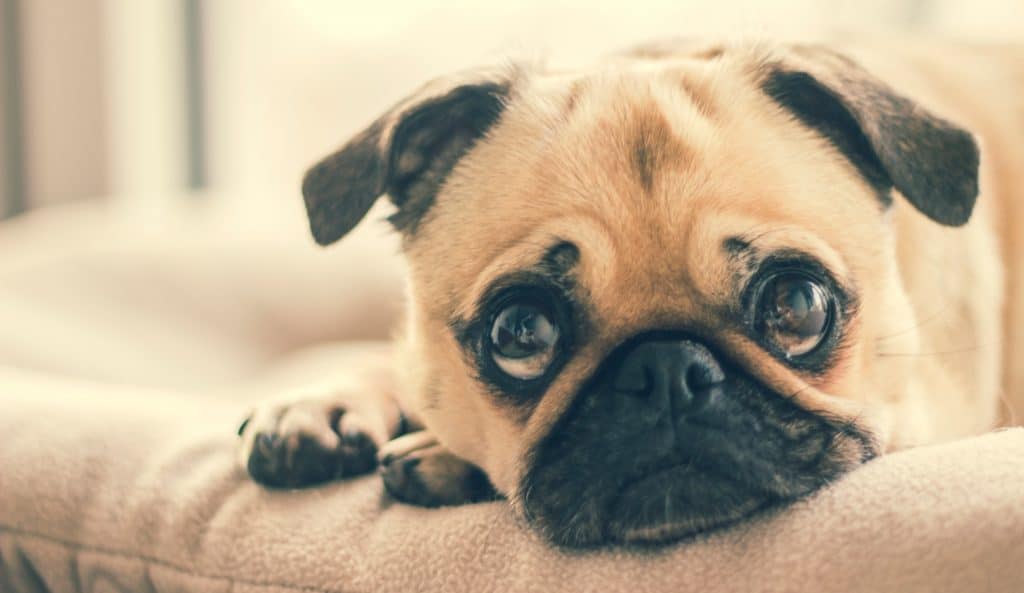 Pug Fear of Noises and Other Phobias and how to over come them - Sharda ...
