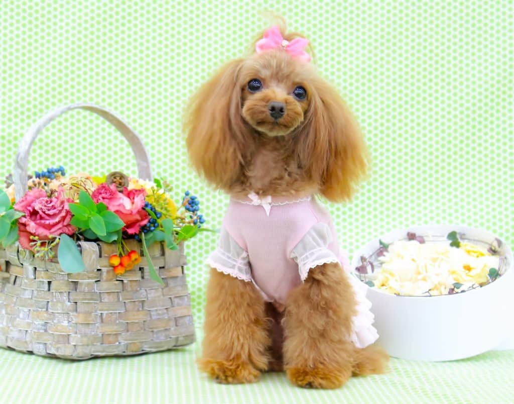 Dog Coat Shedding Can It Affect Grooming Sharda Sdog World